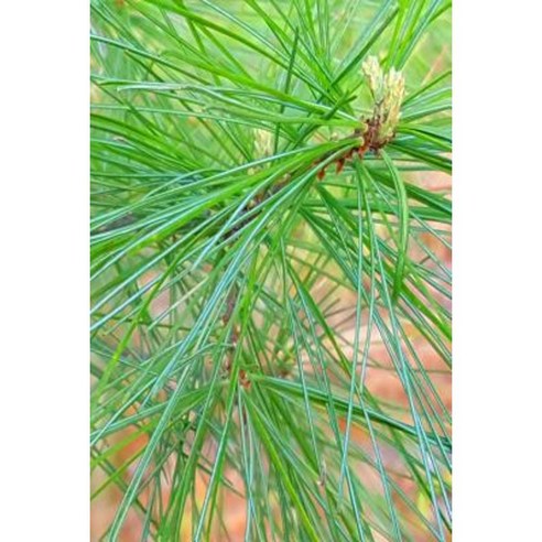 Fresh Spring Pine Needles Journal: (Notebook Diary Blank Book ...
