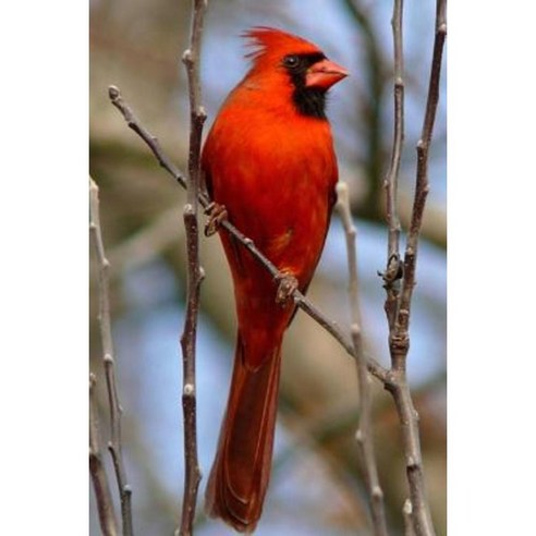 Ohio State Bird - Northern Cardinal Journal: 150 Page Lined Notebook ...