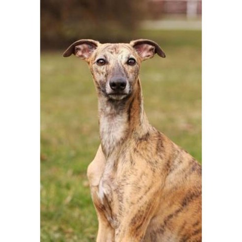 Cute Brindle Whippet Dog Portrait Journal: 150 Page Lined Notebook ...
