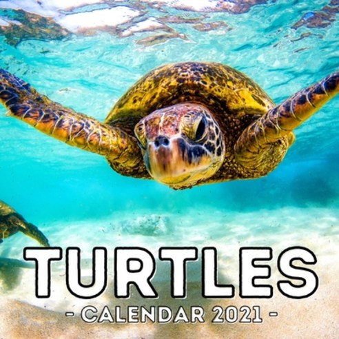 (영문도서) Turtles Calendar 2021: 16-Month Calendar Cute Gift Idea For ...